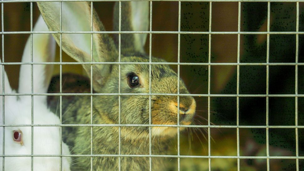 32 facts about rabbits that might surprise you | PetsRadar