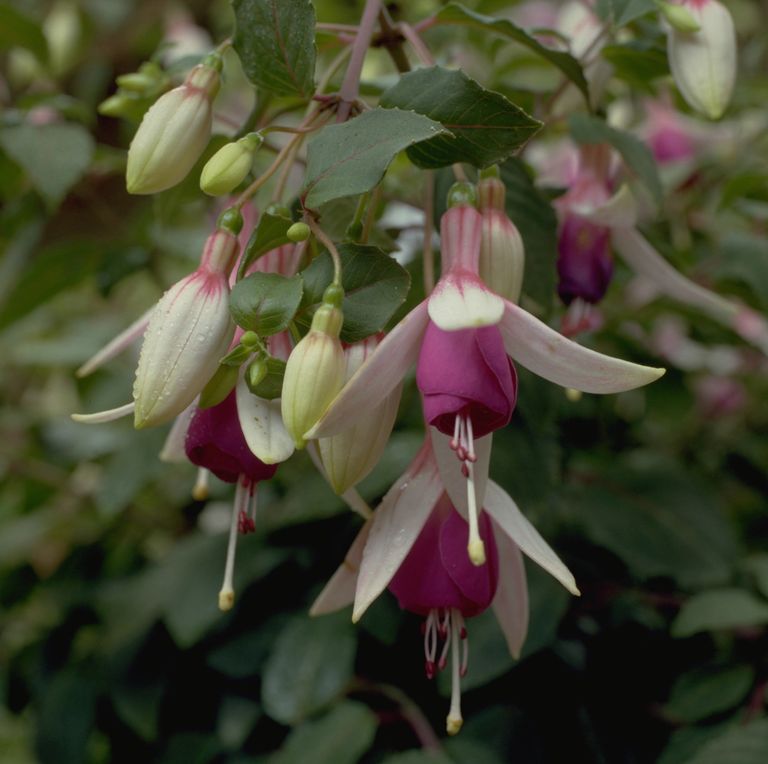 How to grow fuchsias: make them the centrepiece of your borders, pots ...