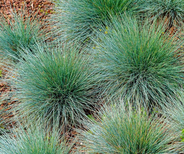 How to grow blue fescue grass: an unusual ground cover | Homes and Gardens