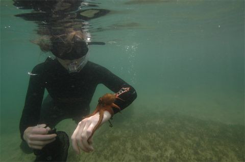 Octopuses React to Predators and Prey on TV | Live Science