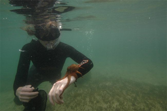 Octopuses React to Predators and Prey on TV | Live Science