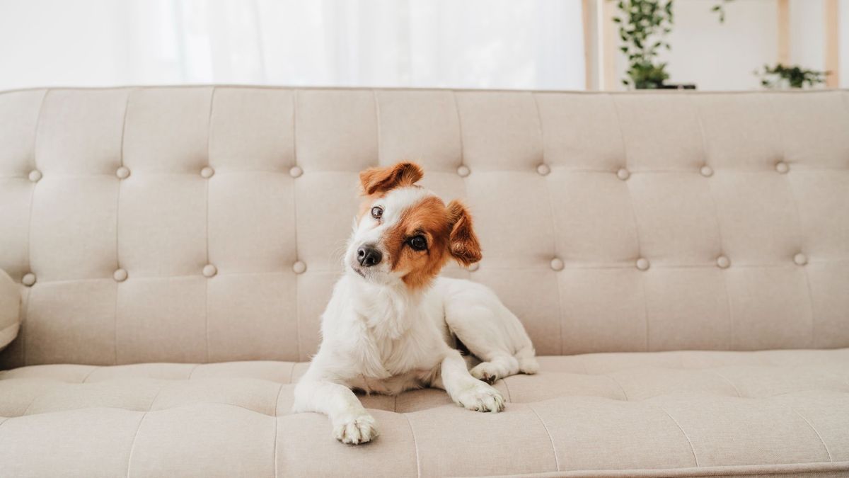11 wire-haired dog breeds and how to care for their coats | PetsRadar