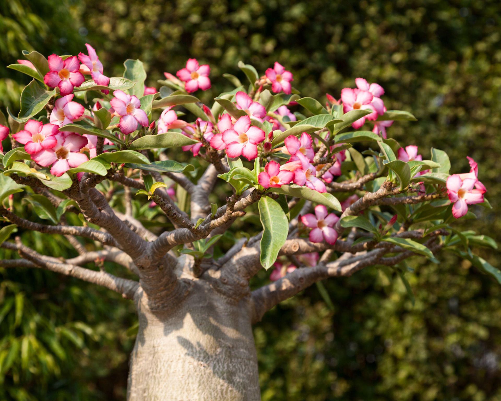7 Unique Bonsai Trees You Should Grow For A Stunning, One-Of-A-Kind ...