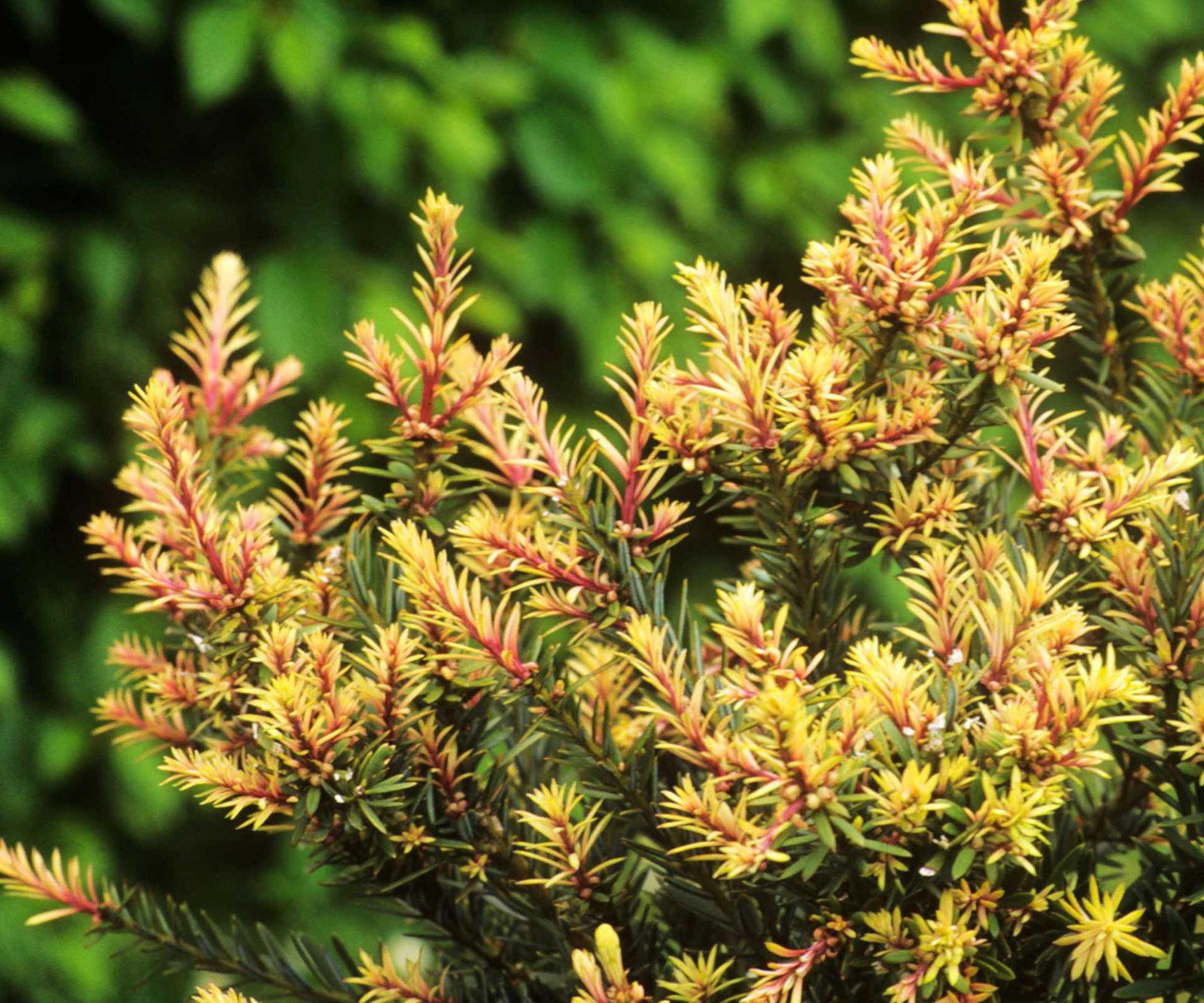 Podocarpus care and growing guide: top tips for these trees | Homes and ...