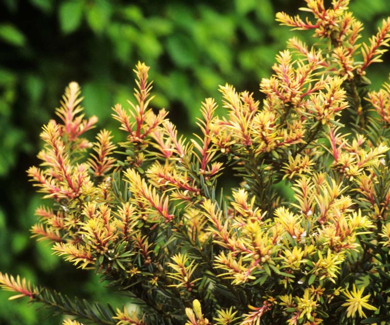 Podocarpus care and growing guide: top tips for these trees | Homes and ...