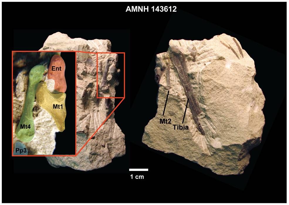 Lemur-Like Toes Complicate Human Lineage | Live Science