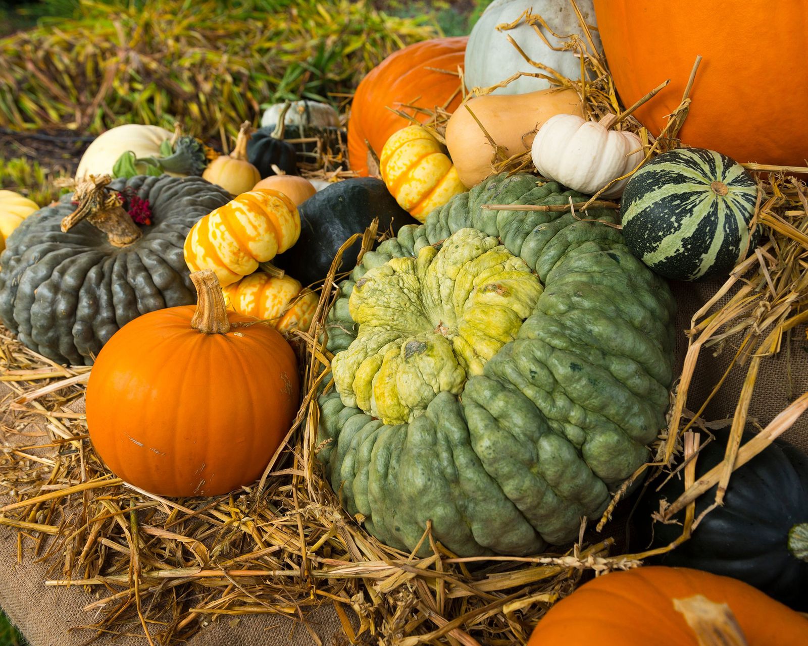 How to grow pumpkins – a step by step guide | Homes and Gardens