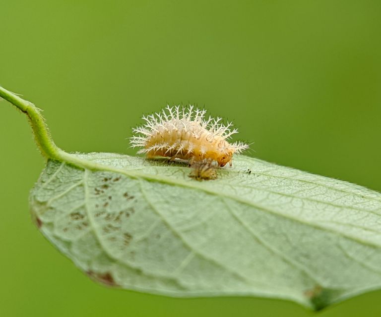 What are Mexican bean beetles and how to combat the pests | Homes and ...