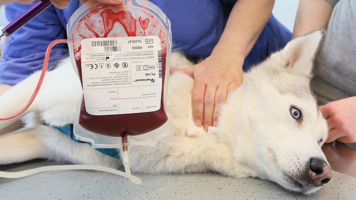 Pet blood donation: Everything you need to know | PetsRadar
