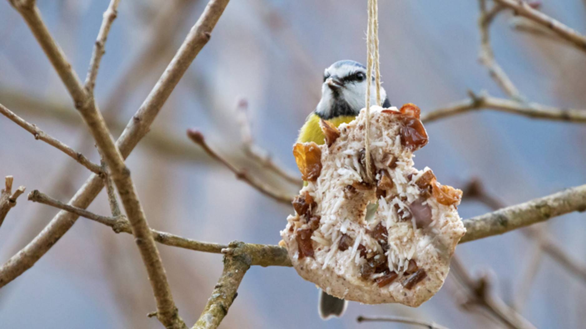 What to feed birds from the kitchen | PetsRadar