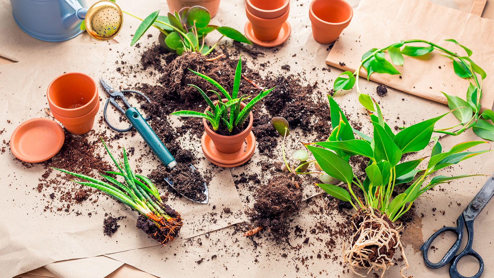 7 plants you should propagate this August | Tom's Guide