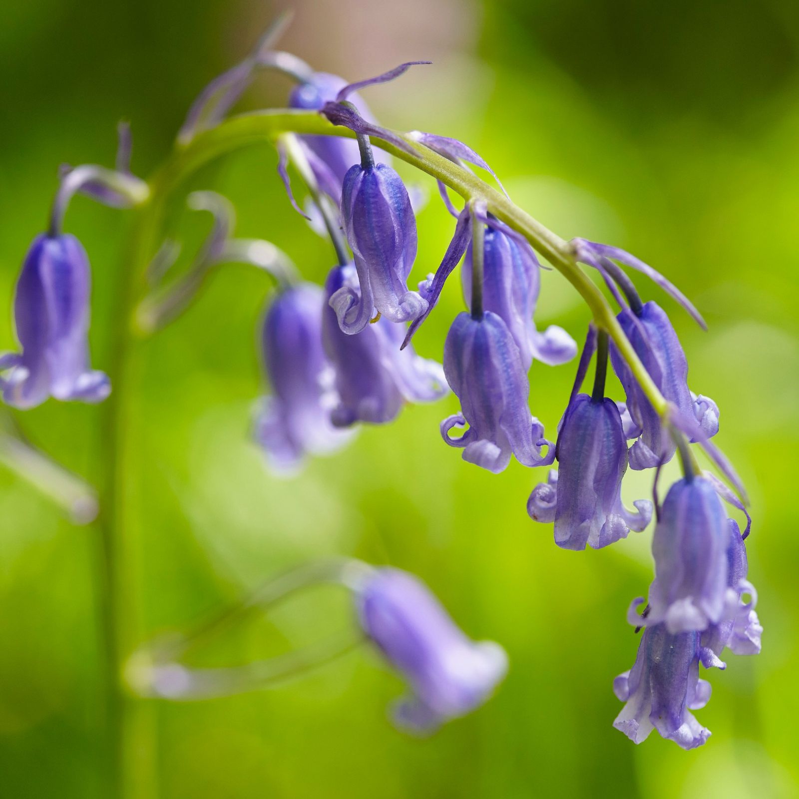 What to do with bluebells after flowering | Ideal Home