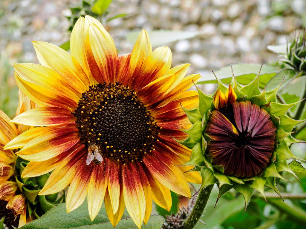 Sunflowers care - a guide to the most beautiful types | Livingetc