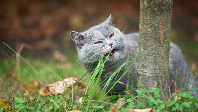 Why Do Some Animals Eat Their Own Poop? | Live Science