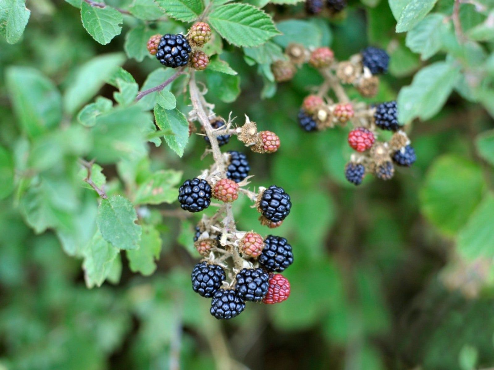 Wild Blackberry Identification: Learn About Growing Wild Blackberries ...