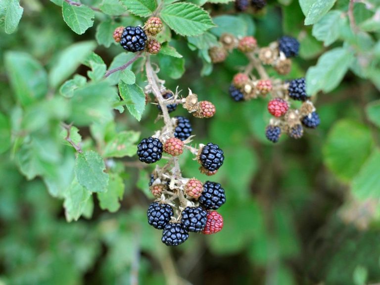 Guide To Pruning Blackberries For A Bigger Harvest | Gardening Know How