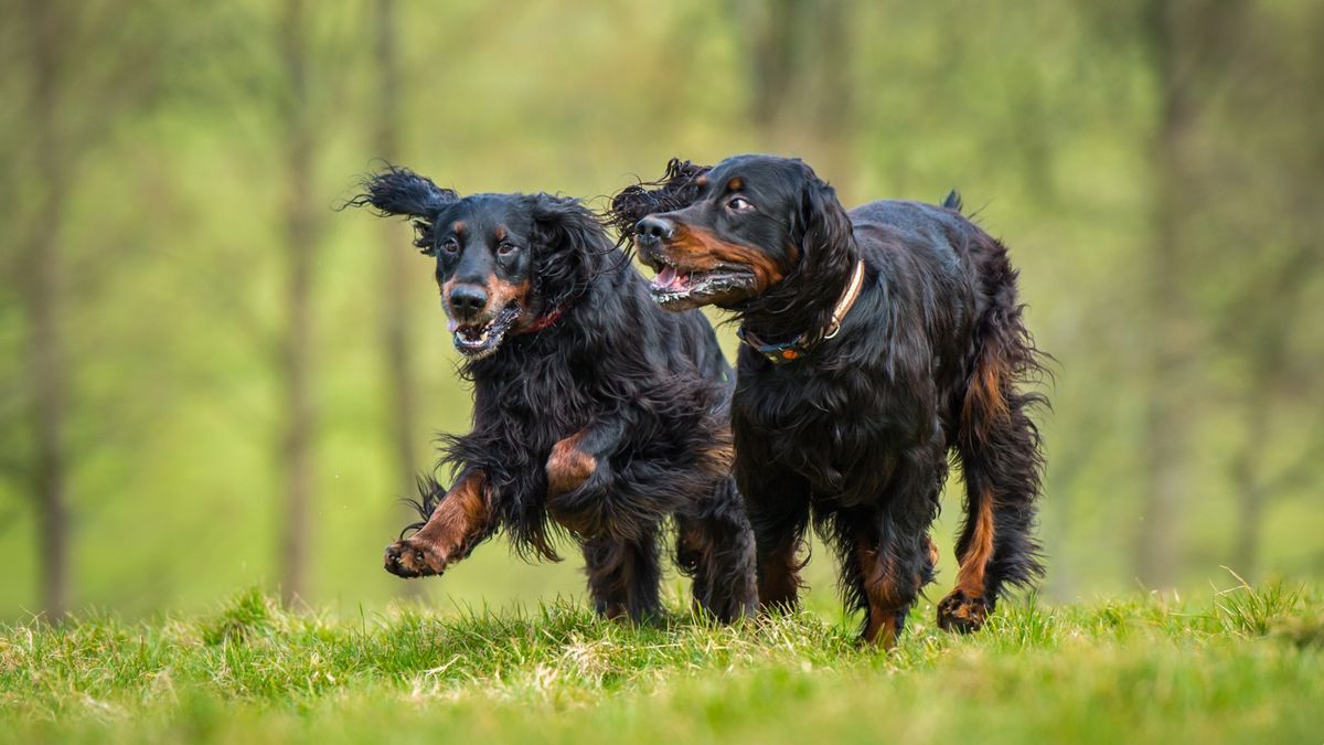 4 Setter dog breeds that make wonderful companions | PetsRadar