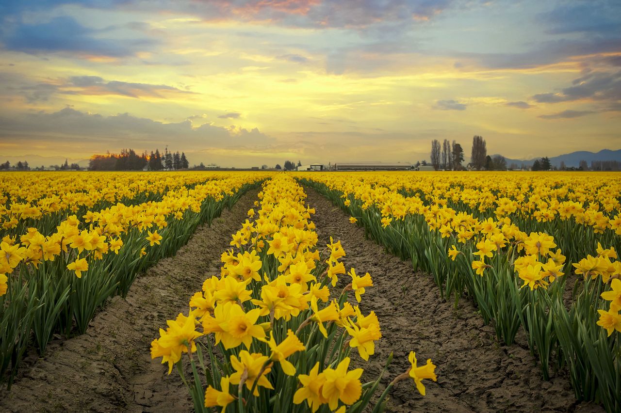 Do crocus bulbs multiply? Everything you need to know | Ideal Home