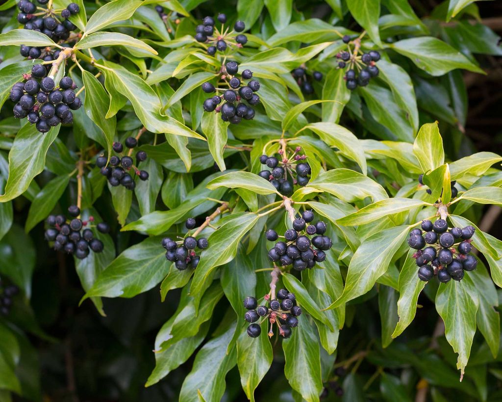 Ivy care and growing guide: tips for these climbing vines | Gardeningetc