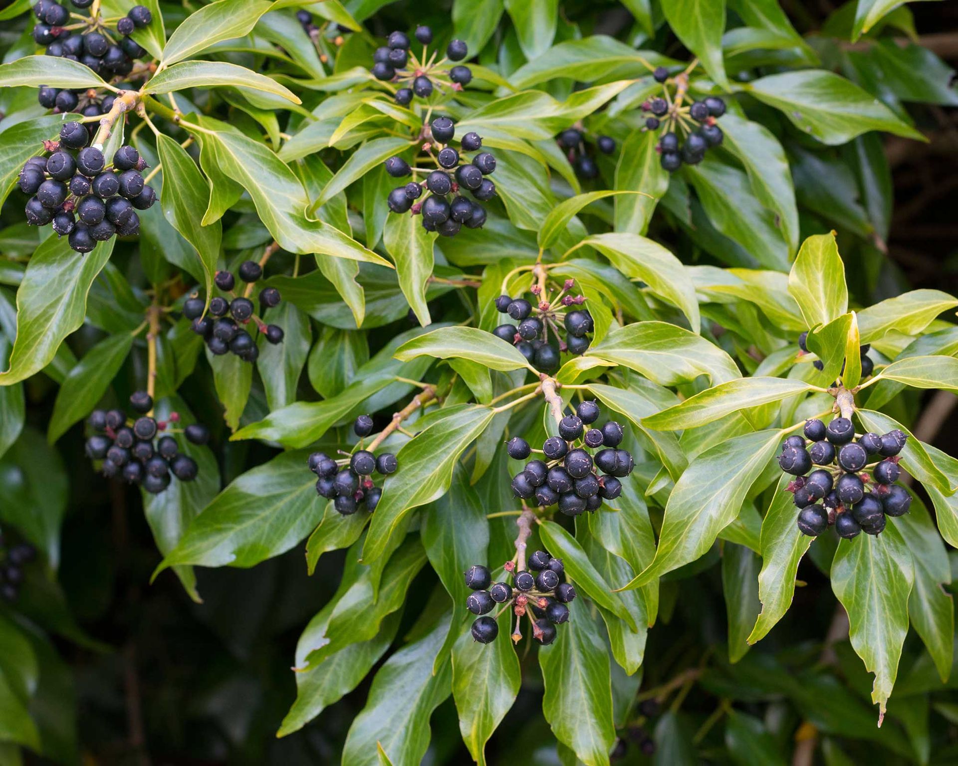 Ivy care and growing guide: tips for these climbing vines | Gardeningetc