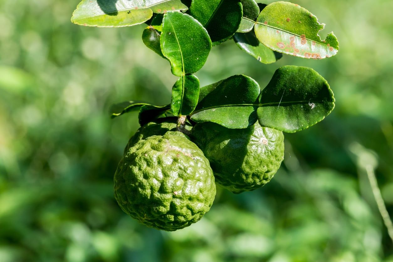 Papeda Citrus Trees: Learn About Various Types Of Papeda | Gardening ...