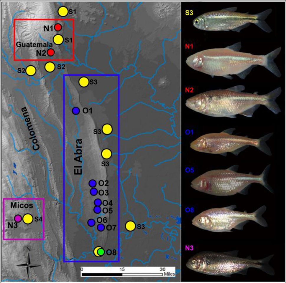 In Images: The Extraordinary Evolution of 'Blind' Cavefish | Live Science