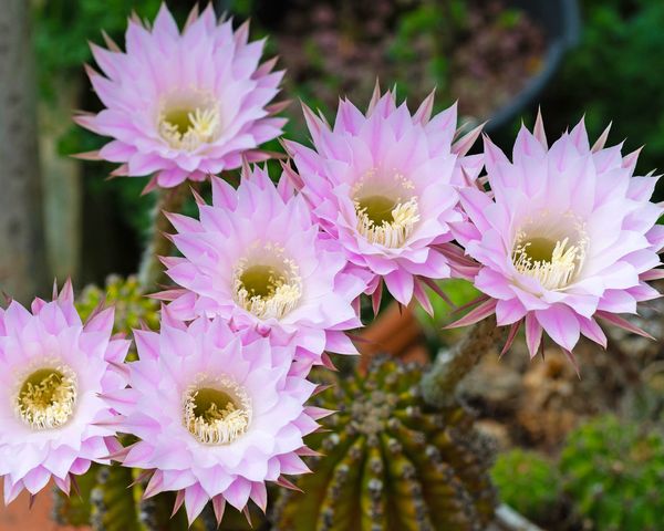 Tips & Information about Cacti & Succulents | Gardening Know How