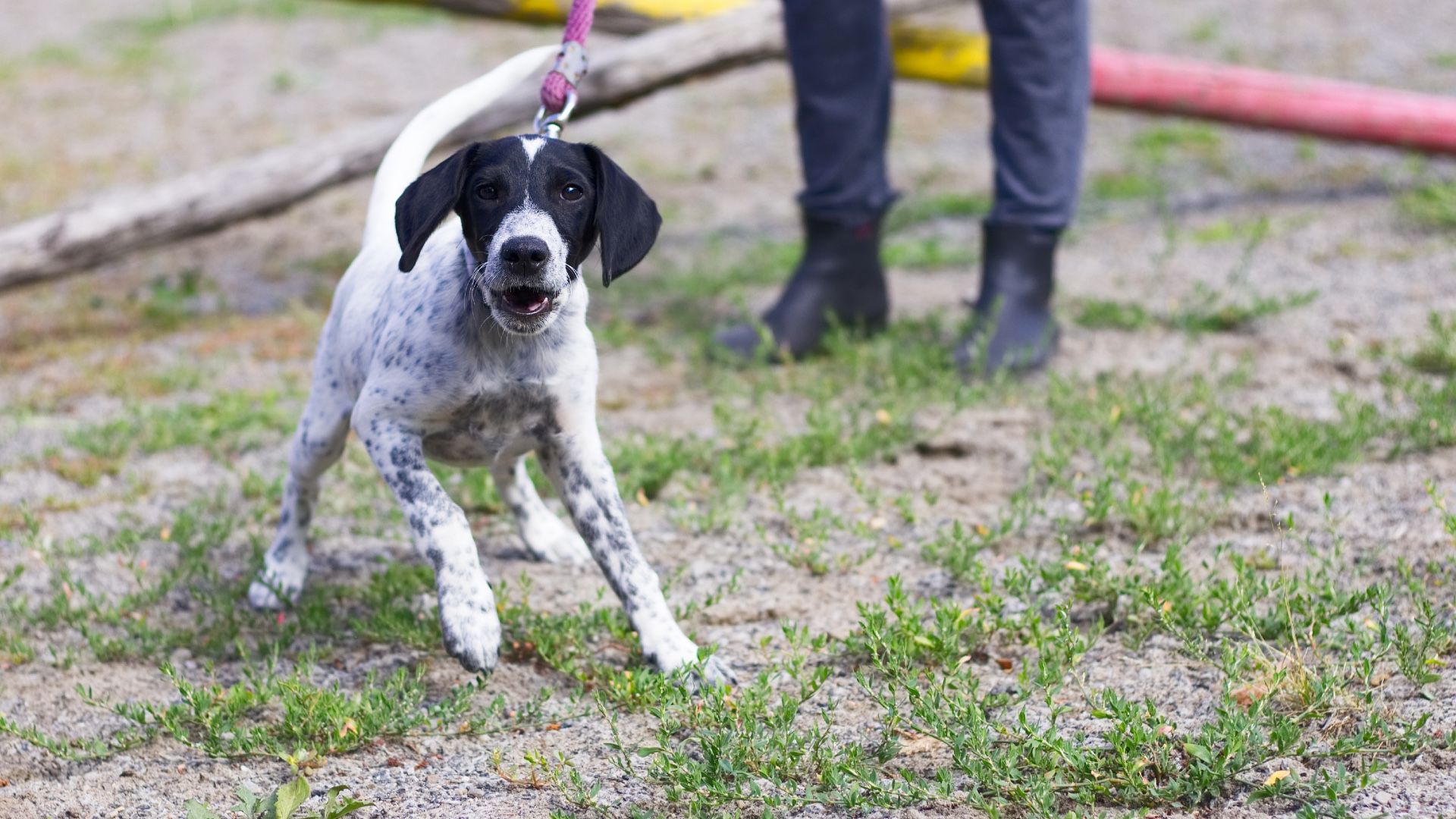 I'm a dog behaviorist and these are my 6 tips for socializing a puppy ...