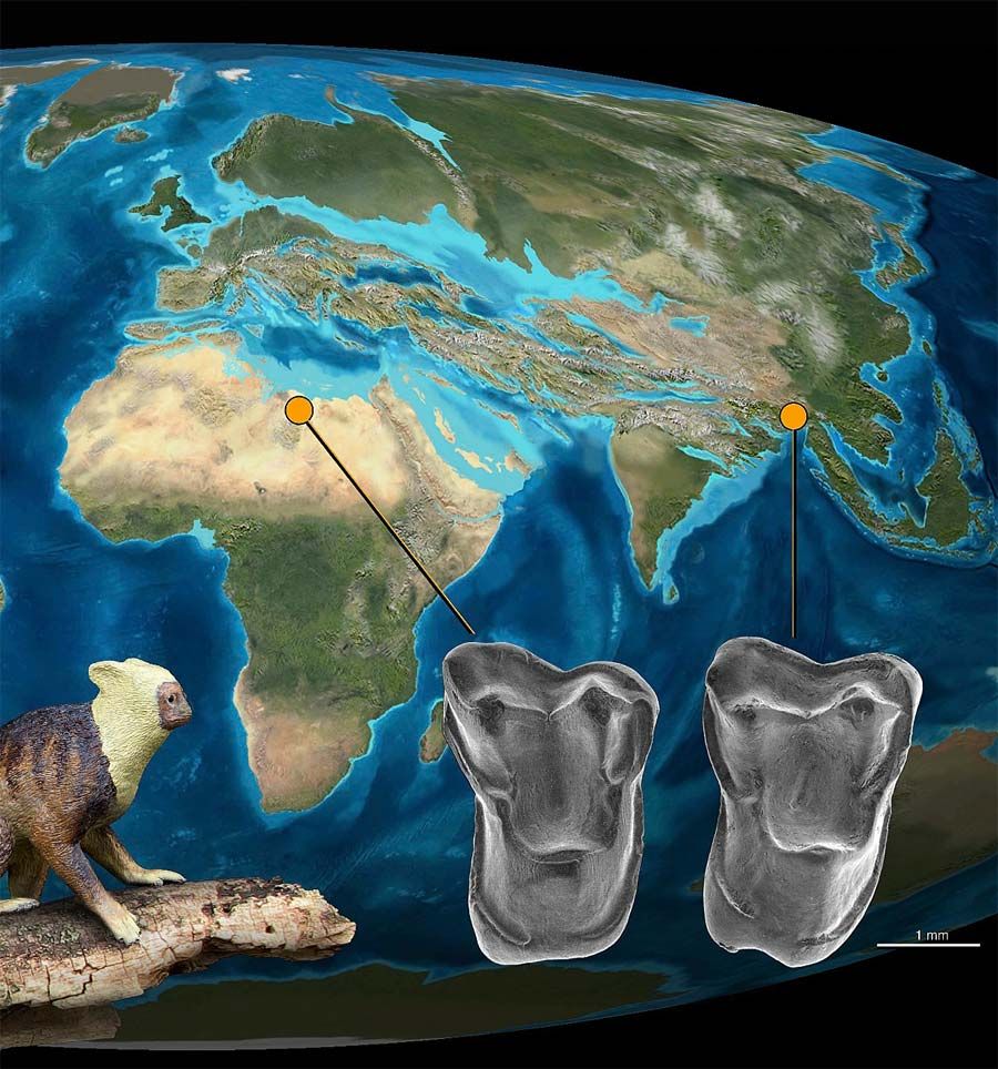 New Primate Fossil Points to 'Out of Asia' Theory | Live Science