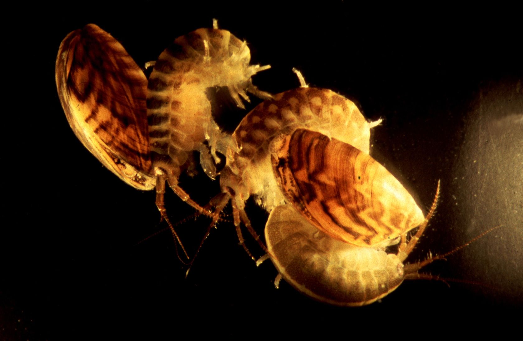 'Killer Shrimp' Leaves Wake of Devastation | Live Science