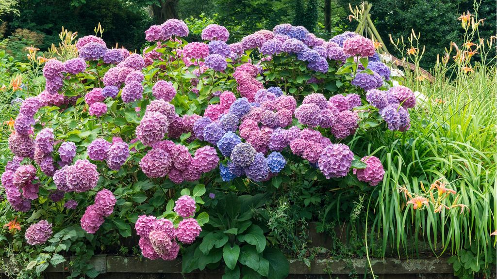 Are hydrangeas toxic to cats? Experts reveal all | Homes and Gardens