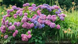 How to grow a hydrangea tree, including expert pruning tips | Homes and ...
