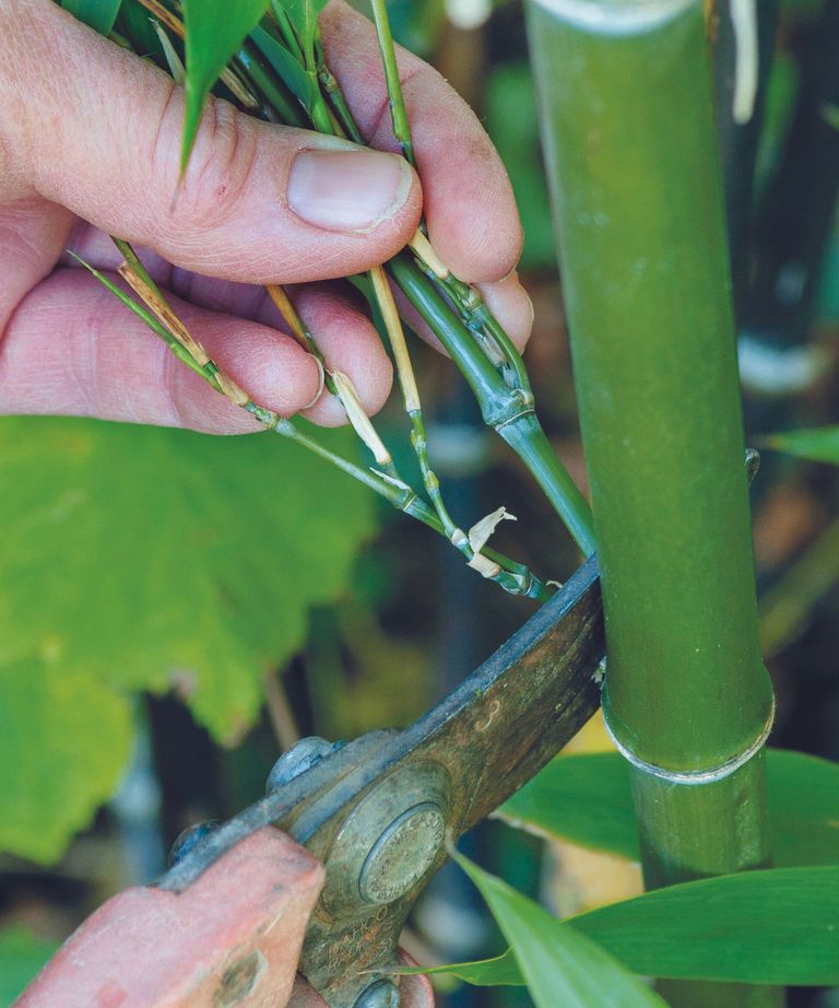 How to cut bamboo: for immaculate perennial plants | Homes and Gardens