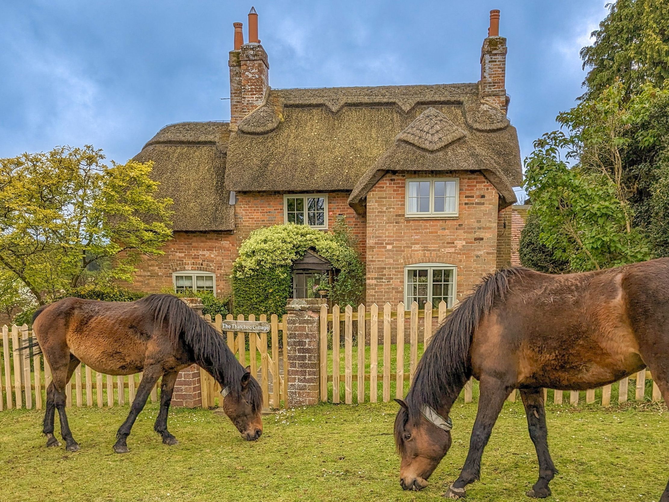 A thatched cottage in the New Forest where ponies come to your door ...
