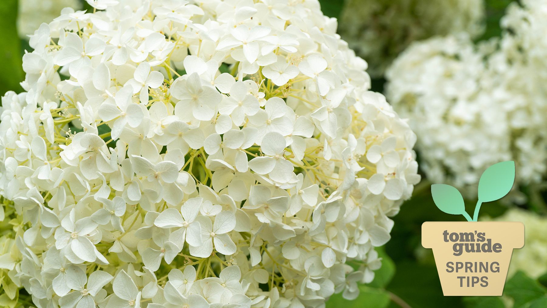 When do hydrangeas flower? We asked gardening experts | Tom's Guide