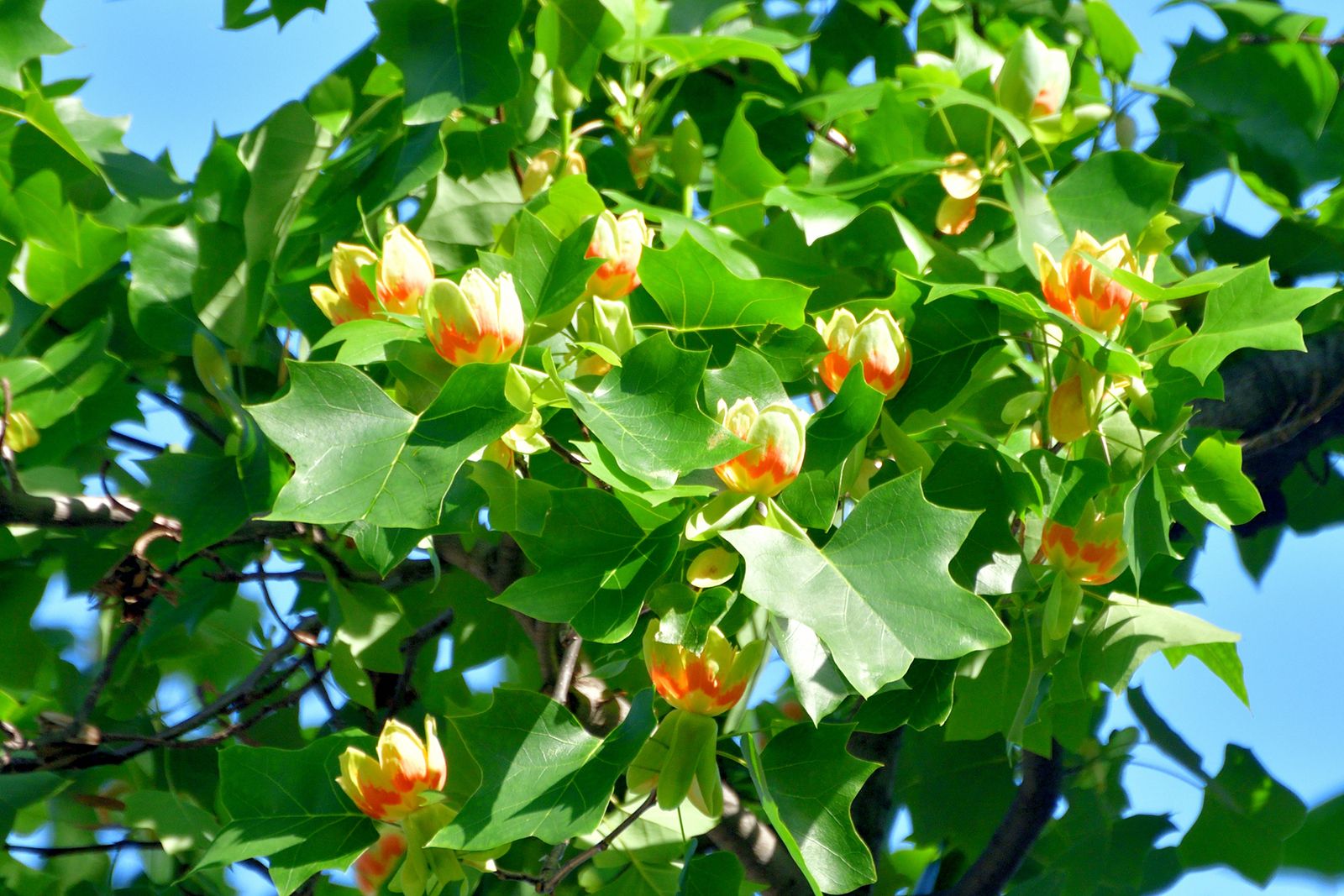 Best fast-growing flowering trees: 10 beautiful ideas | Homes and Gardens
