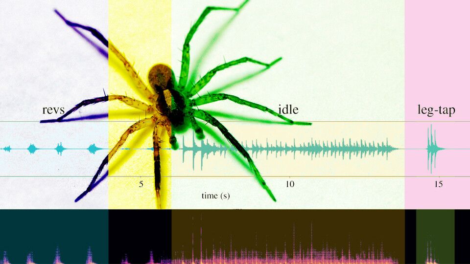 Male spiders drum out mesmerizing syncopated beats to woo mates | Live ...