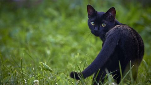 Cat breeds that act like dogs: 20 breeds with canine energy | PetsRadar