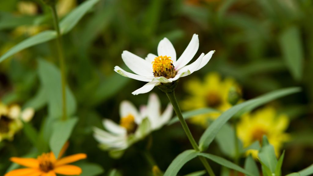 7 disease-resistant plants to grow | Tom's Guide