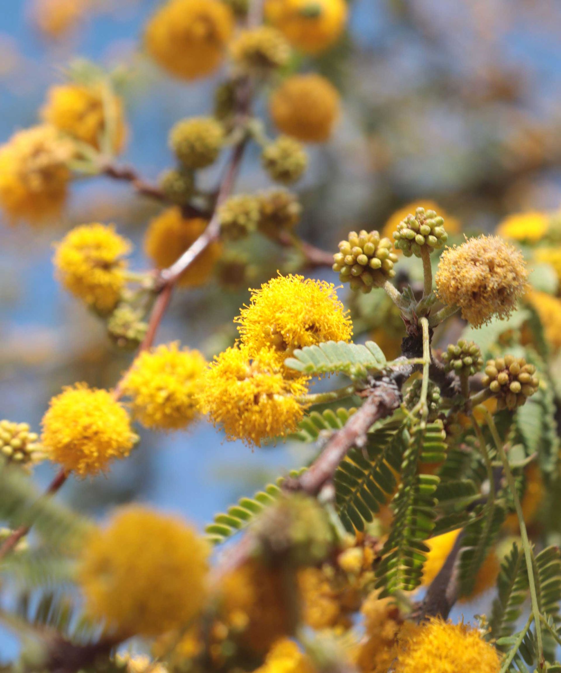 Drought-tolerant trees: 10 resilient choices | Homes and Gardens