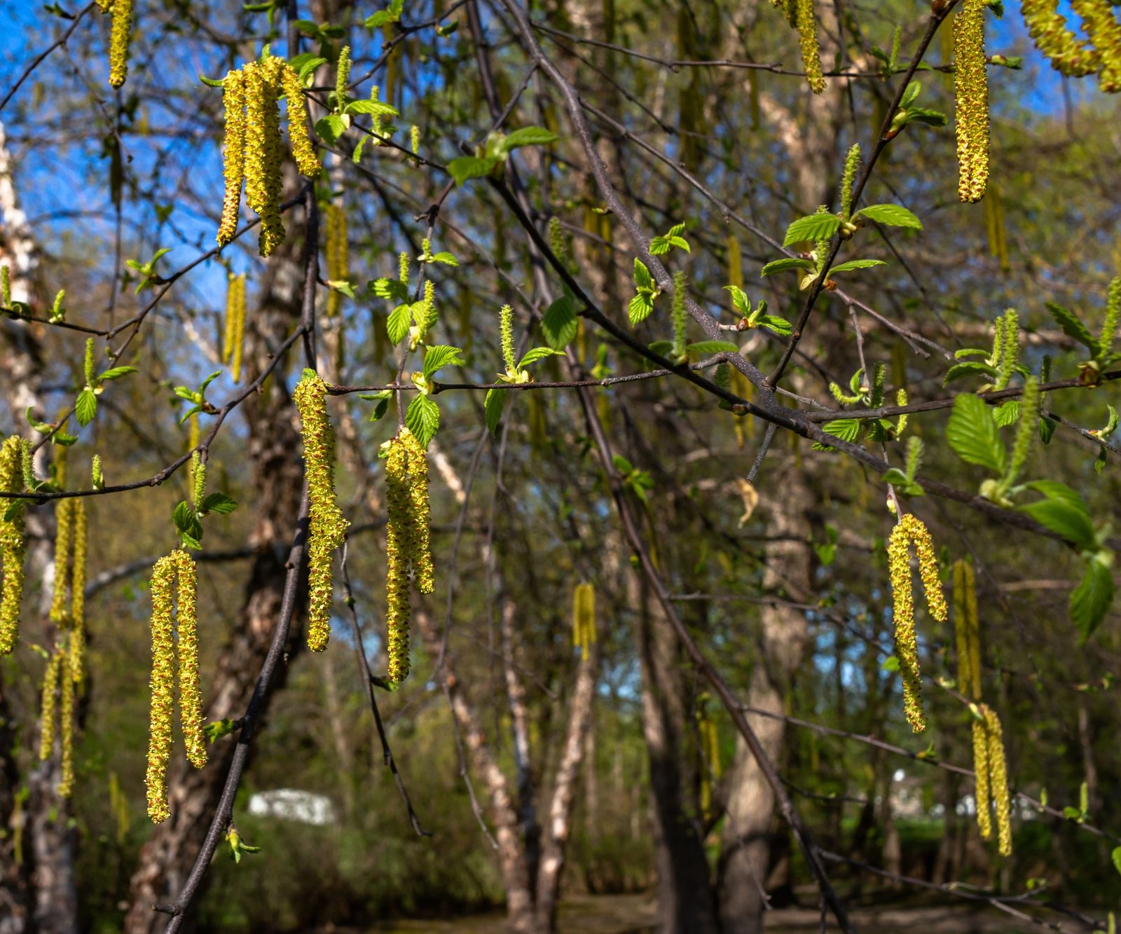 Best trees for water absorption: for wet soil and flooding | Homes and ...