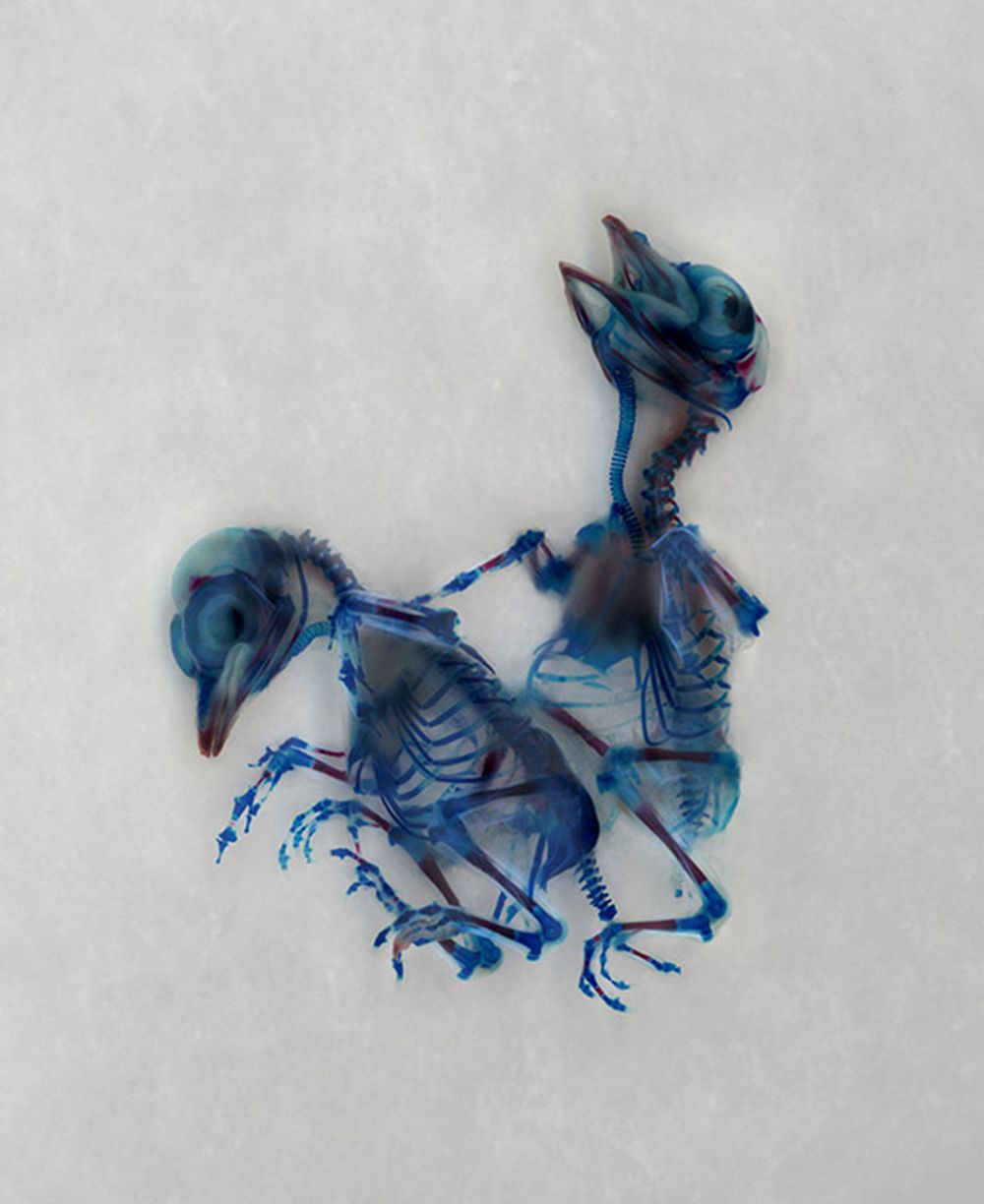 Framing the End: Extinction as Art | Live Science