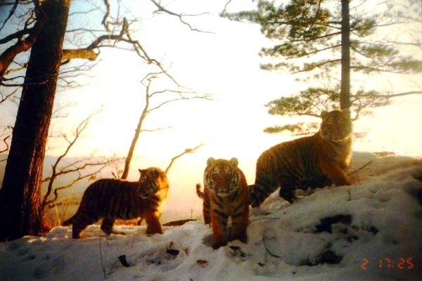 In Images: Tigers Rebound in Asia | Live Science