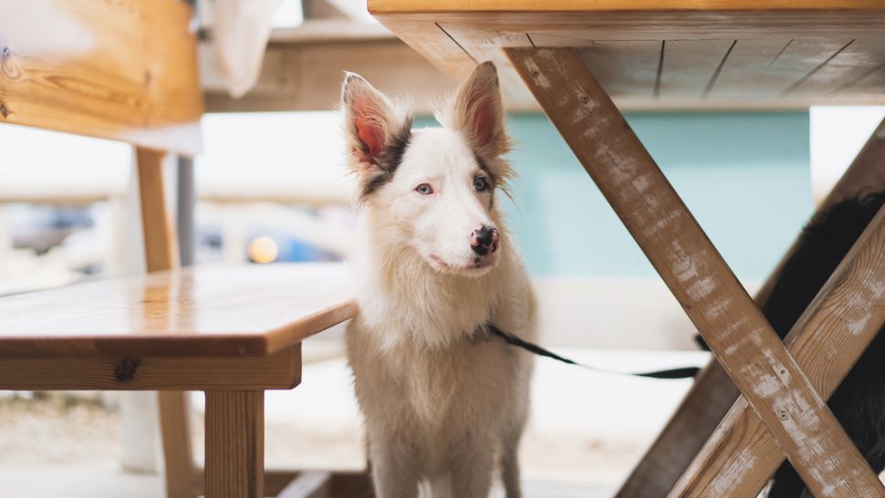 Albino dogs: 32 facts you didn’t know | PetsRadar