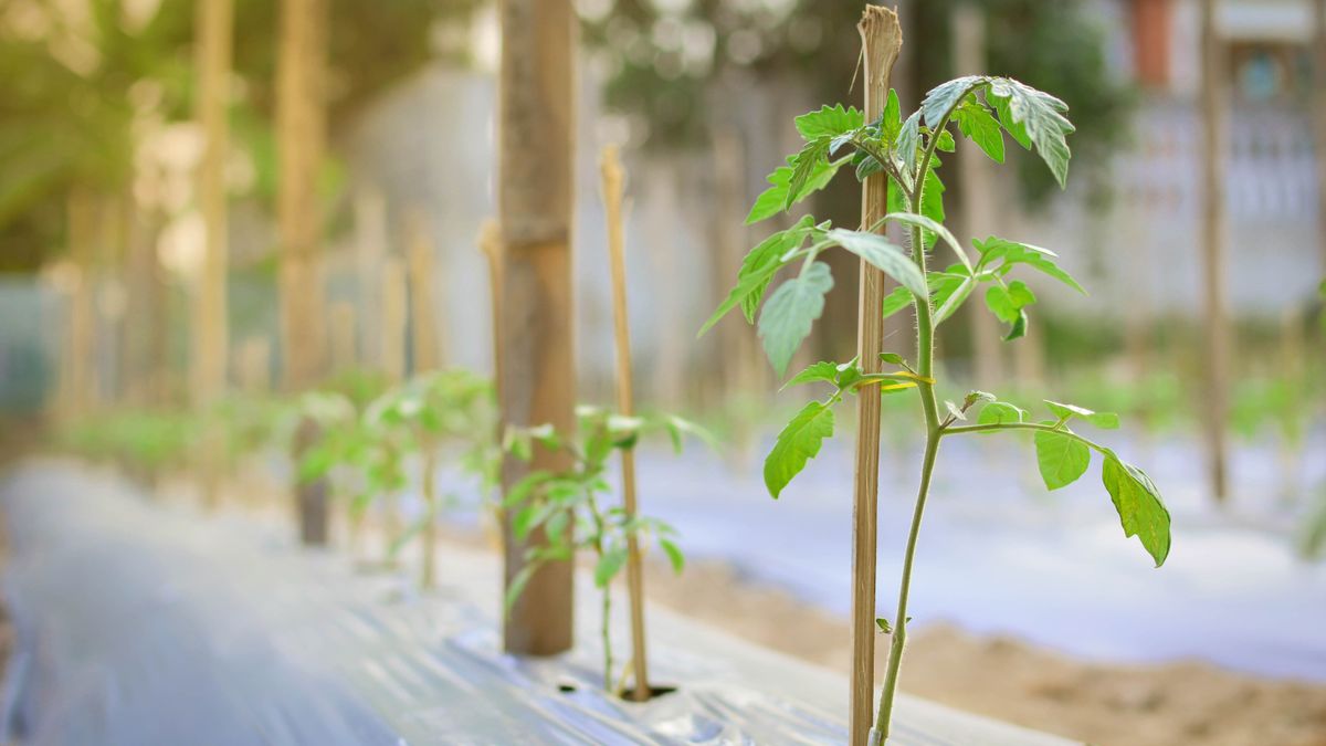 7 clever ways to reuse your real Christmas tree after the holidays ...