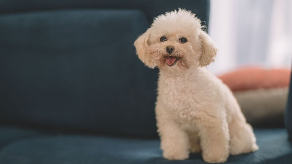 Best dog breeds for apartments, plus what you must consider | PetsRadar