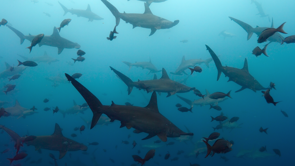 Watch hammerhead sharks swim in 'cyclones' around ancient volcano in ...