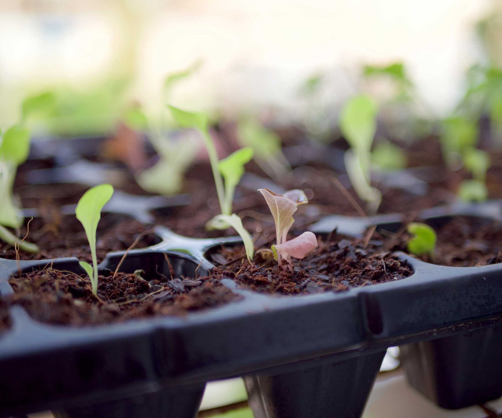 How to stop green mold from growing on a seedling tray | Homes and Gardens