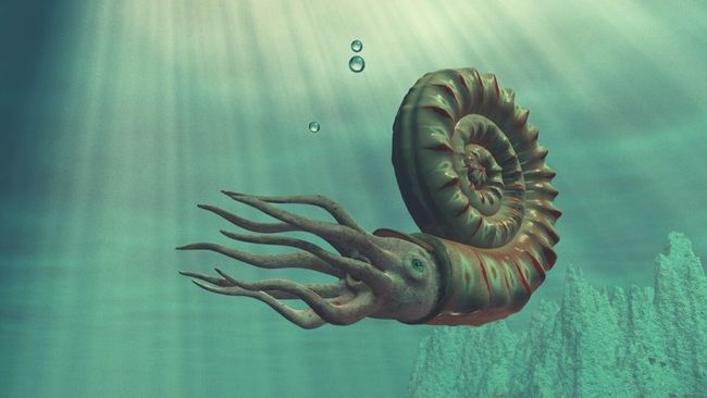 Human-size ammonites swam the Atlantic Ocean 80 million years ago ...