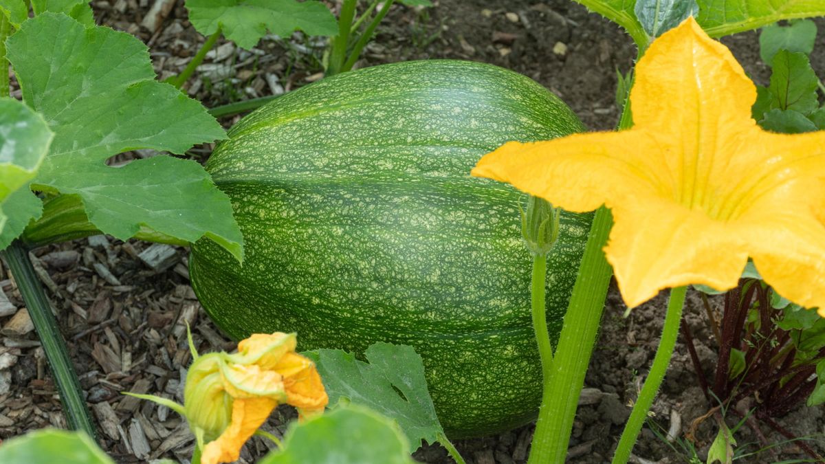 Why you should prune squash plants, plus expert trimming tips | Homes ...